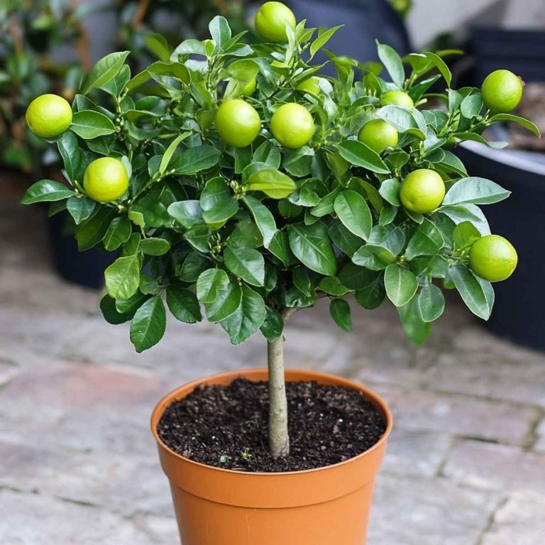 10 Stunning Potted Fruit Tree Ideas for Small Spaces