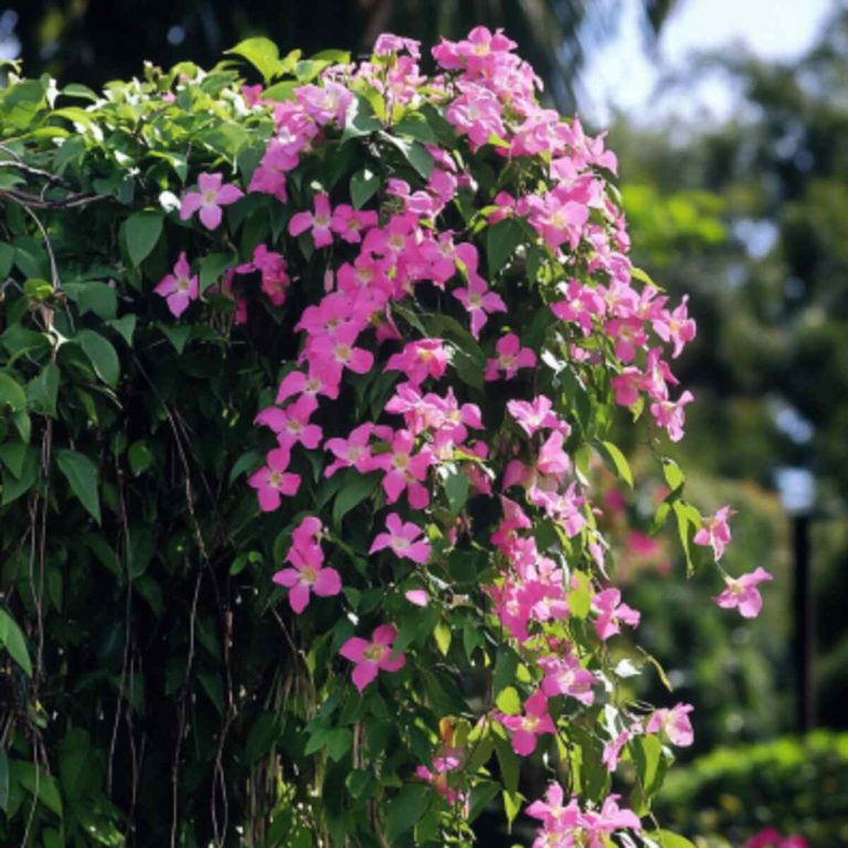 25 Top Flowering Vines to Grow for a Vibrant, Colorful Garden