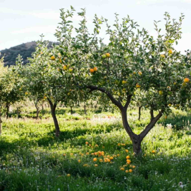 23 Creative Pollinator Garden Ideas to Boost Your Backyard