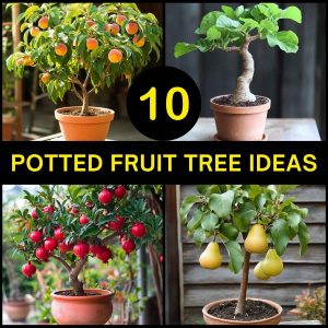 10 Stunning Potted Fruit Tree Ideas for Small Spaces