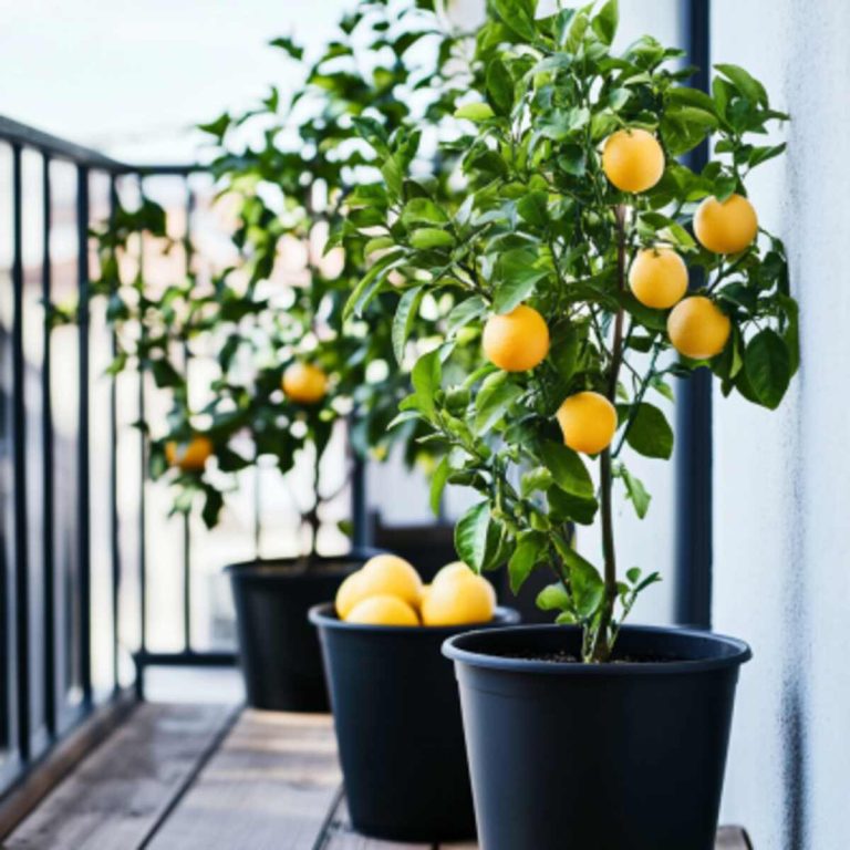 20 Simple Balcony Garden Ideas to Bring Nature Closer