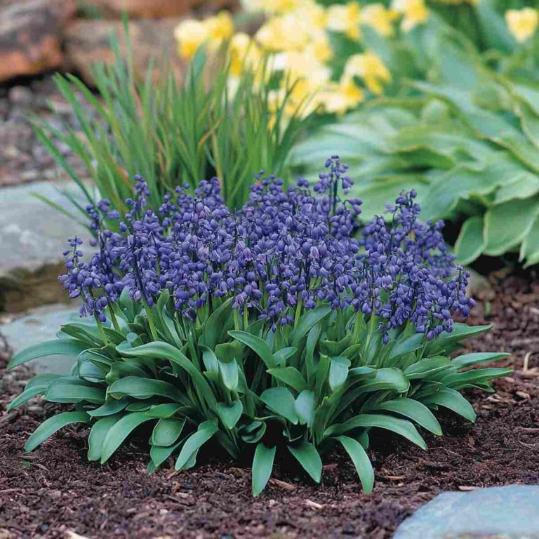 12 Easy Spring Bulb Garden Ideas for a Vibrant Garden