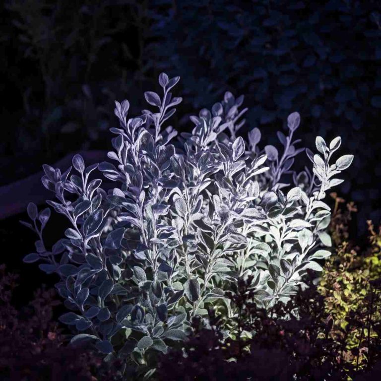 10 Magical Moon Garden Ideas That Glows at Night