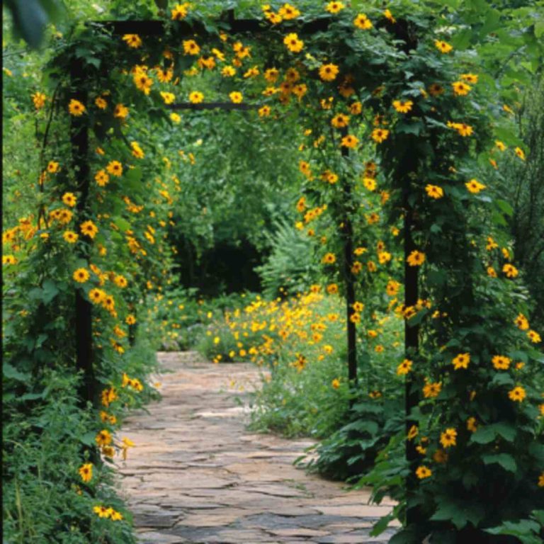 25 Top Flowering Vines to Grow for a Vibrant, Colorful Garden