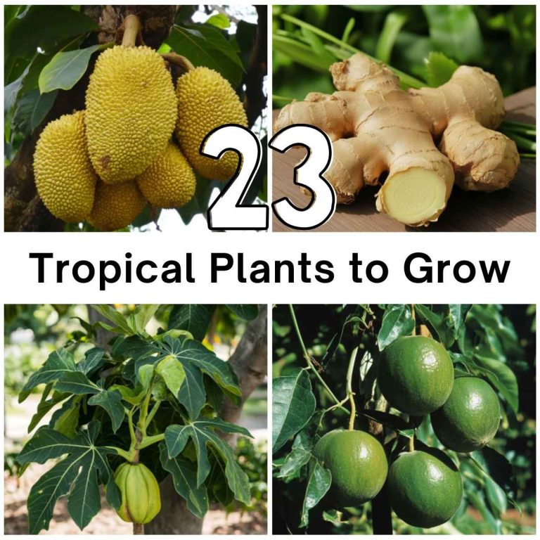 23 Tropical Plants to Grow for a Beautiful and Productive Garden
