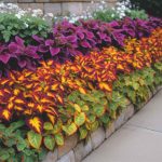 25 Vibrant Shade Garden Ideas to Spark Color in Dark Corners