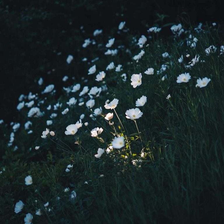 10 Magical Moon Garden Ideas That Glows at Night