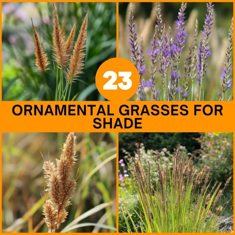 23 Stunning Ornamental Grasses for Shade