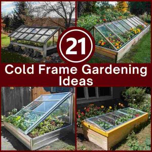 21 Beautiful Cold Frame Gardening Ideas to Try This Season