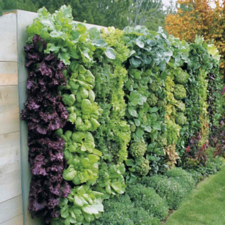 15 Decorative Vegetable Garden Ideas for Your Backyard