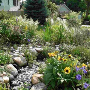 11 Top Rain Garden Ideas for Small and Large Yards