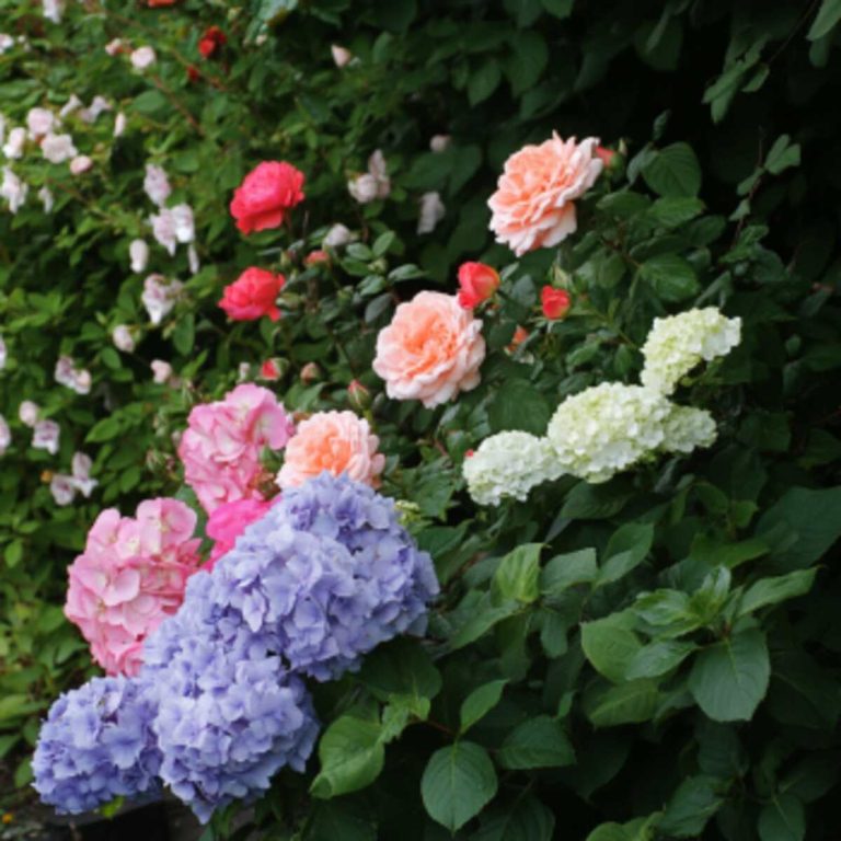 20 Beautiful Hydrangea Landscaping Ideas to Brighten Your Outdoor Space
