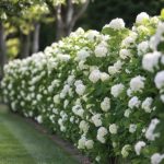20 Beautiful Hydrangea Landscaping Ideas to Brighten Your Outdoor Space
