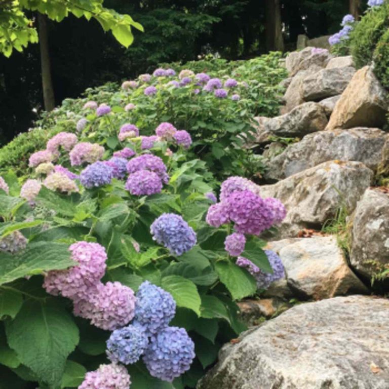 20 Beautiful Hydrangea Landscaping Ideas to Brighten Your Outdoor Space