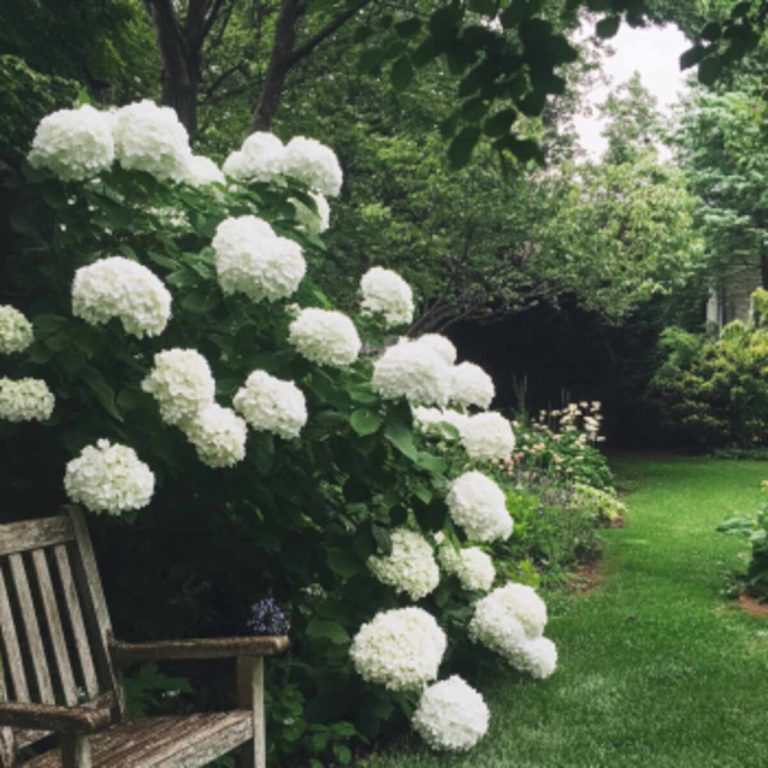 20 Beautiful Hydrangea Landscaping Ideas to Brighten Your Outdoor Space