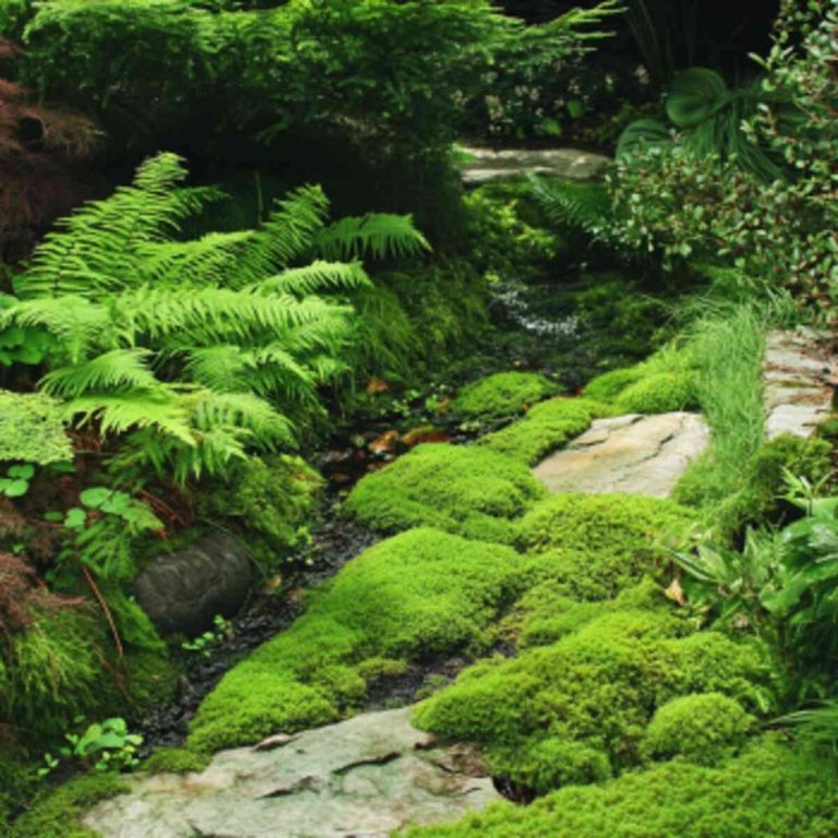 19 Moss Garden Ideas to Refresh Your Outdoor and Indoor Spaces