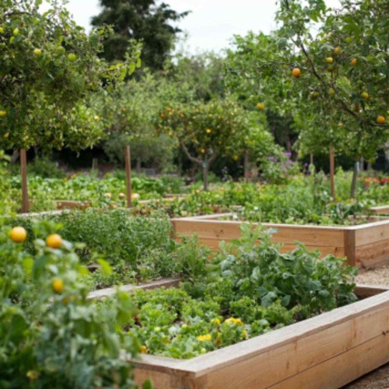 23 Small Fruit Garden Ideas to Grow Fresh Produce in Small Spaces