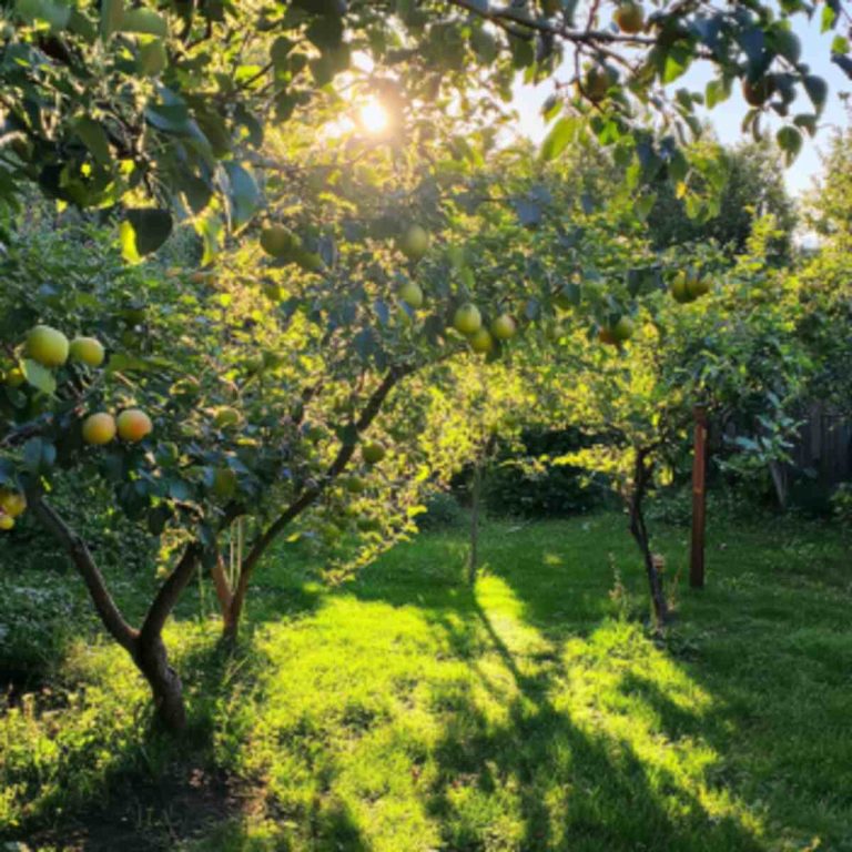 23 Small Fruit Garden Ideas to Grow Fresh Produce in Small Spaces