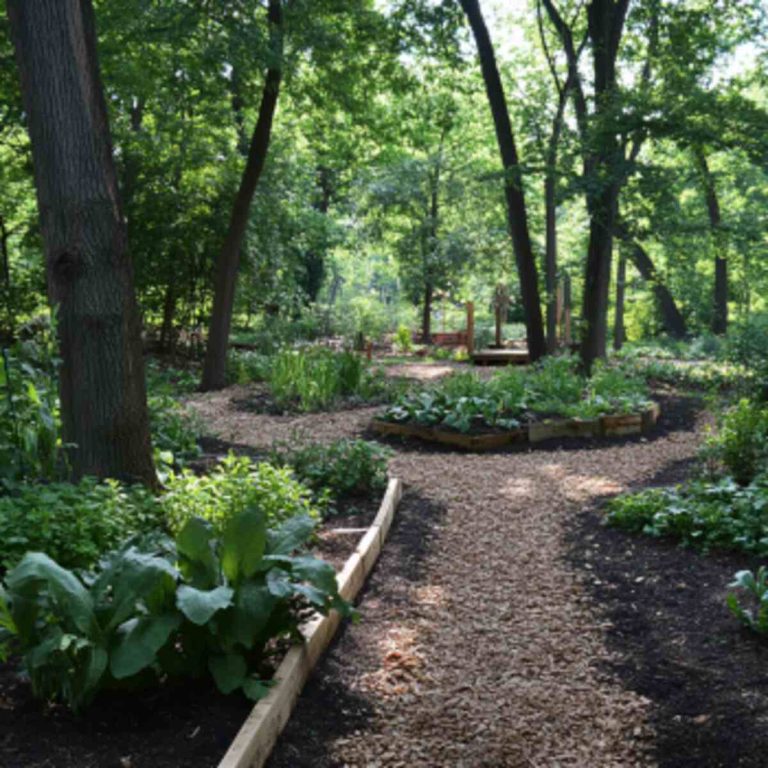 25 Creative Forest Garden Ideas for Your Green Paradise