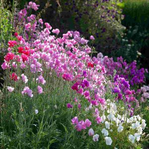 12 DIY Fragrant Garden Ideas You’ll Love