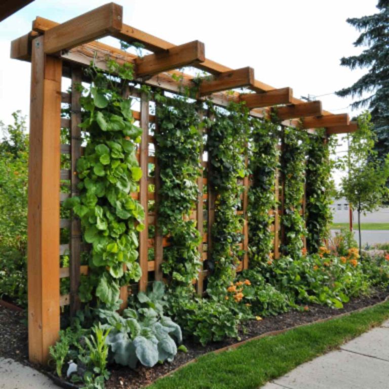 15 Decorative Vegetable Garden Ideas for Your Backyard