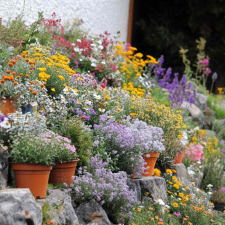 21 Low-Maintenance Alpine Garden Ideas to Beautify Your Garden
