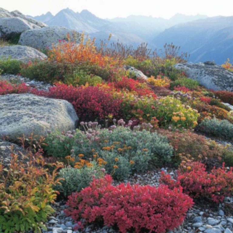 21 Low-Maintenance Alpine Garden Ideas to Beautify Your Garden