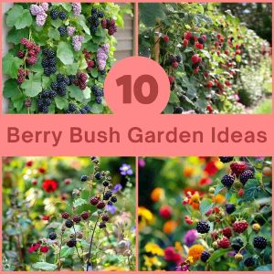 10 Beautiful Berry Bush Garden Ideas for a Lush Backyard