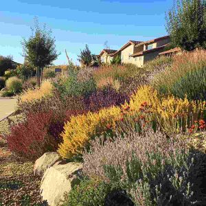11 Best Native Shrub Garden Ideas for a Beautiful, Low-Maintenance Yard