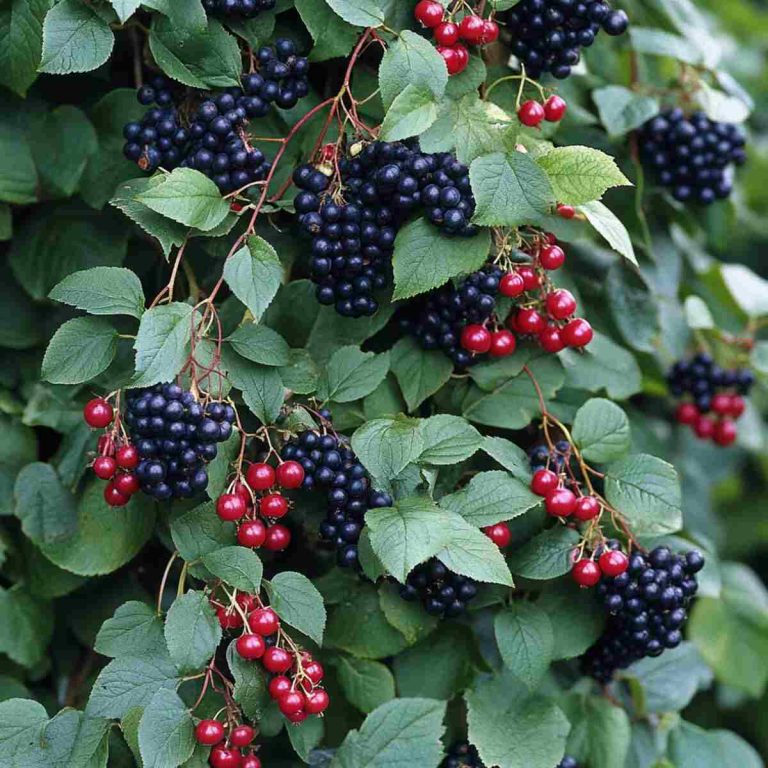 10 Beautiful Berry Bush Garden Ideas for a Lush Backyard
