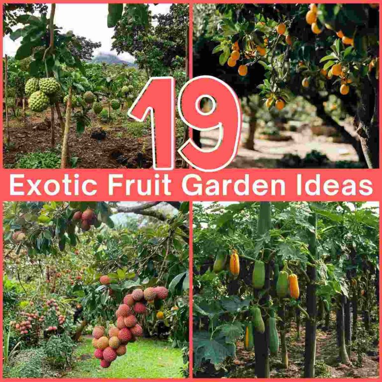 19 Exotic Fruit Garden Ideas You’ll Want to Try