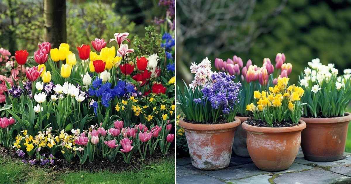 19 Floral Garden Ideas Using Bulbs for a Stunning Yard