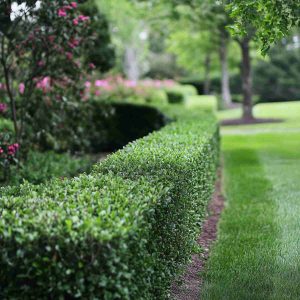 10 Beautiful Berry Bush Garden Ideas for a Lush Backyard