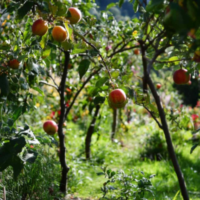 20 Sustainable Permaculture Garden Ideas You Can Try Today