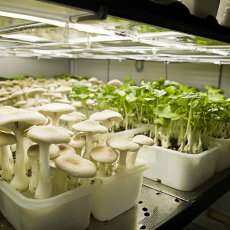 15 Edible Mushroom Garden Ideas for a Fresh Harvest at Home