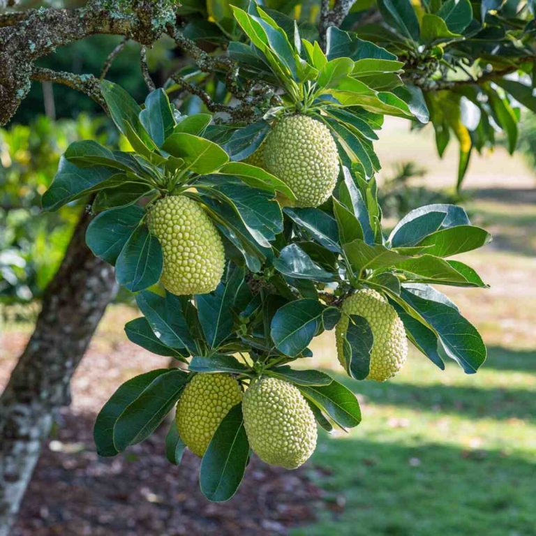 19 Exotic Fruit Garden Ideas You’ll Want to Try