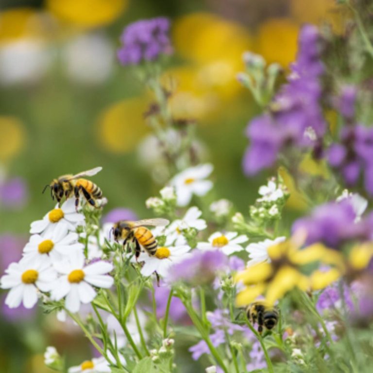 20 Best Bee Garden Ideas for a Thriving Backyard