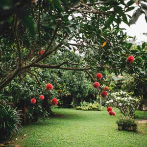 19 Exotic Fruit Garden Ideas You’ll Want to Try