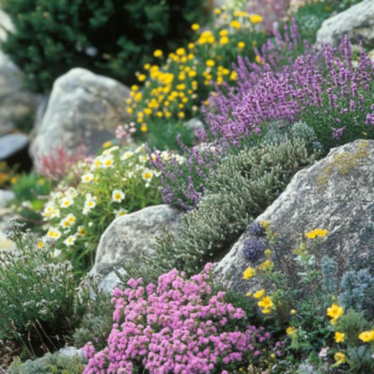 21 Low-Maintenance Alpine Garden Ideas to Beautify Your Garden