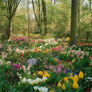 19 Floral Garden Ideas Using Bulbs for a Stunning Yard