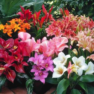 19 Floral Garden Ideas Using Bulbs for a Stunning Yard