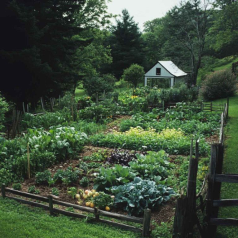 17 Easy Backyard Wildlife Habitat Ideas to Support Local Animals