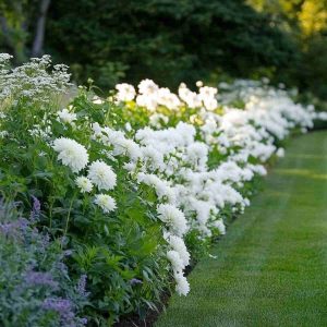 11 All White Flower Garden Ideas You’ll Fall in Love With