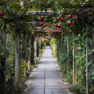 19 Wild Berry Garden Ideas to Grow Berries at Home