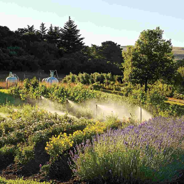 10 Beautiful Biodynamic Garden Ideas for a Self-Sustaining Ecosystem