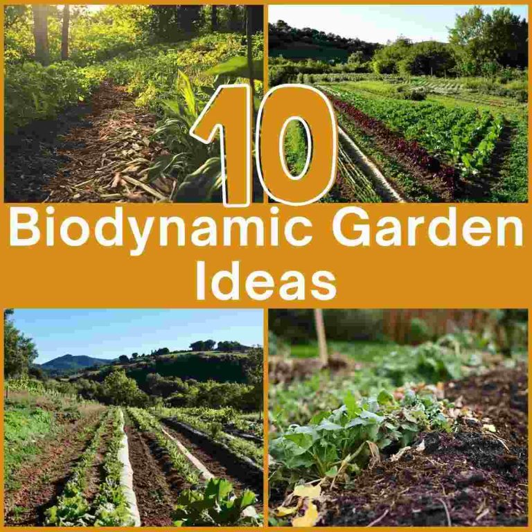 10 Beautiful Biodynamic Garden Ideas for a Self-Sustaining Ecosystem