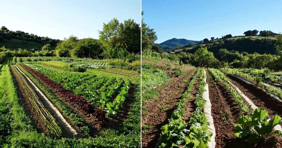 10 Beautiful Biodynamic Garden Ideas for a Self-Sustaining Ecosystem