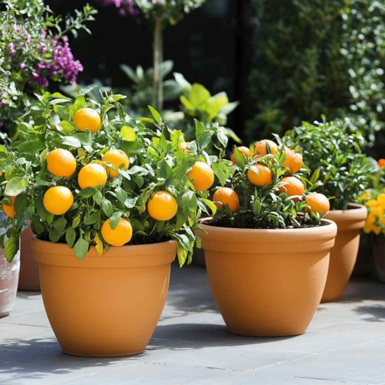 19 Clever Potted Citrus Garden Ideas (Even Indoors!)