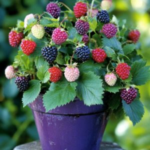 19 Wild Berry Garden Ideas to Grow Berries at Home