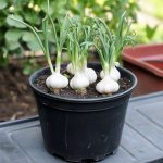 19 Creative Gourmet Garlic Garden Ideas You Need to Try